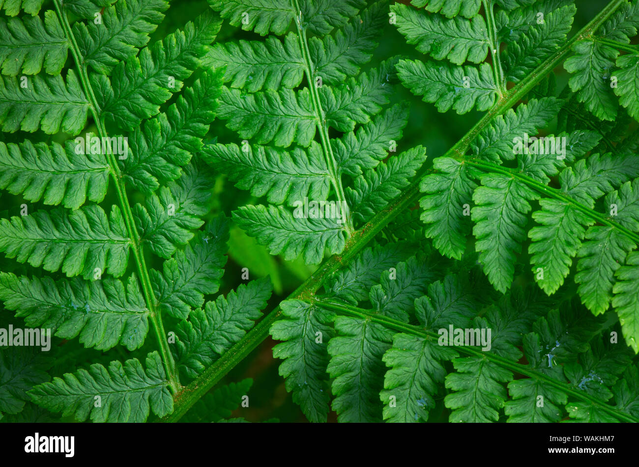 Lady-fern (Athyrium filix-femina Stock Photo - Alamy