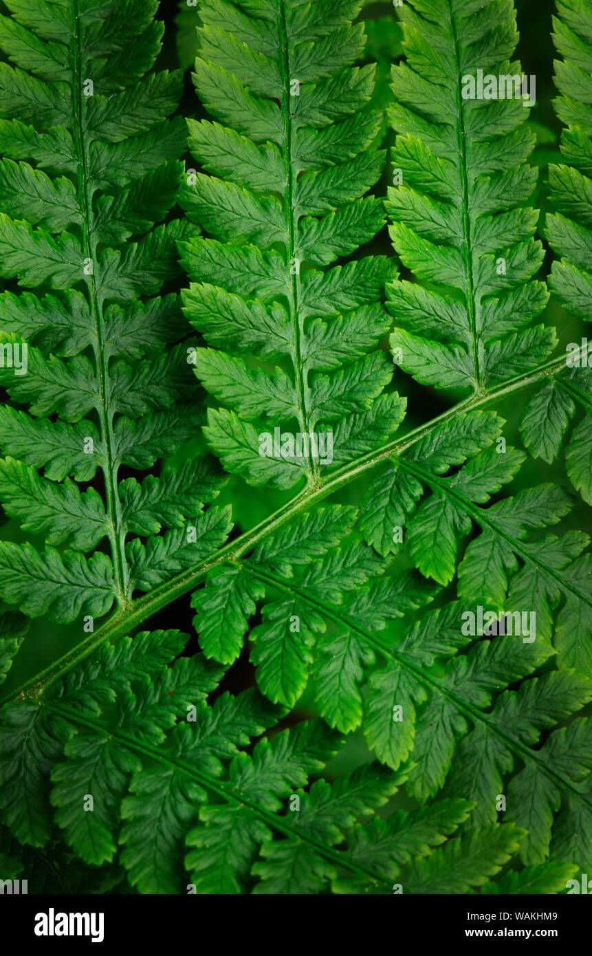 Lady fern common lady fern athyrium hi-res stock photography and images ...