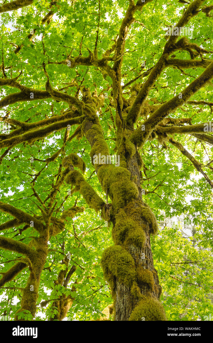 Bigleaf Maple (Acer macrophyllum) Baker River, North Cascades National ...