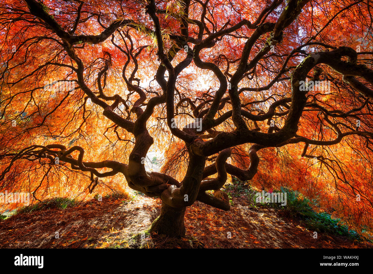 USA, Washington, Seattle, Kubota Japanese Garden. Japanese maple tree ...