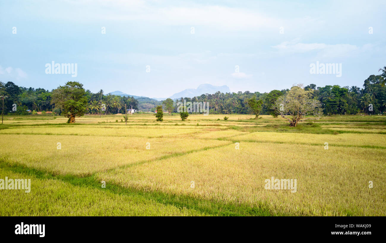 Paddy Plant Plantation Flat Lay Airscape Photo. Countryside Rice Food ...