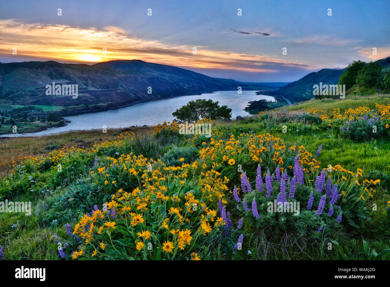 Washington state wildflowers hi-res stock photography and images - Alamy