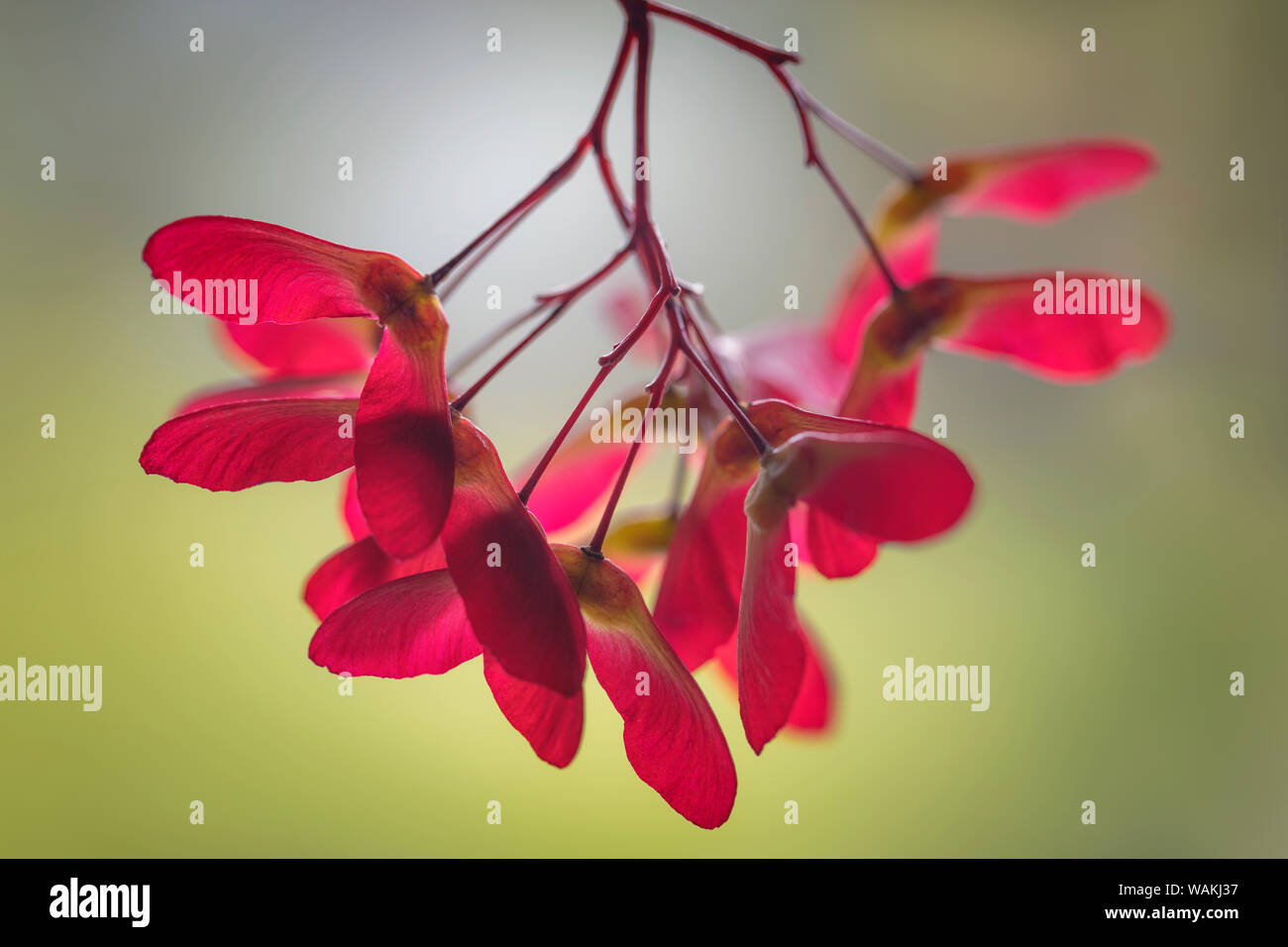 Maple seed hi-res stock photography and images - Alamy