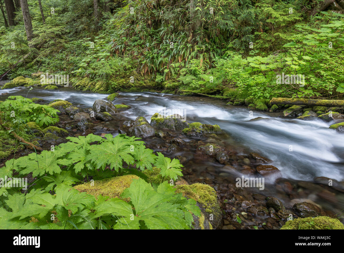Big quilcene river hi-res stock photography and images - Alamy