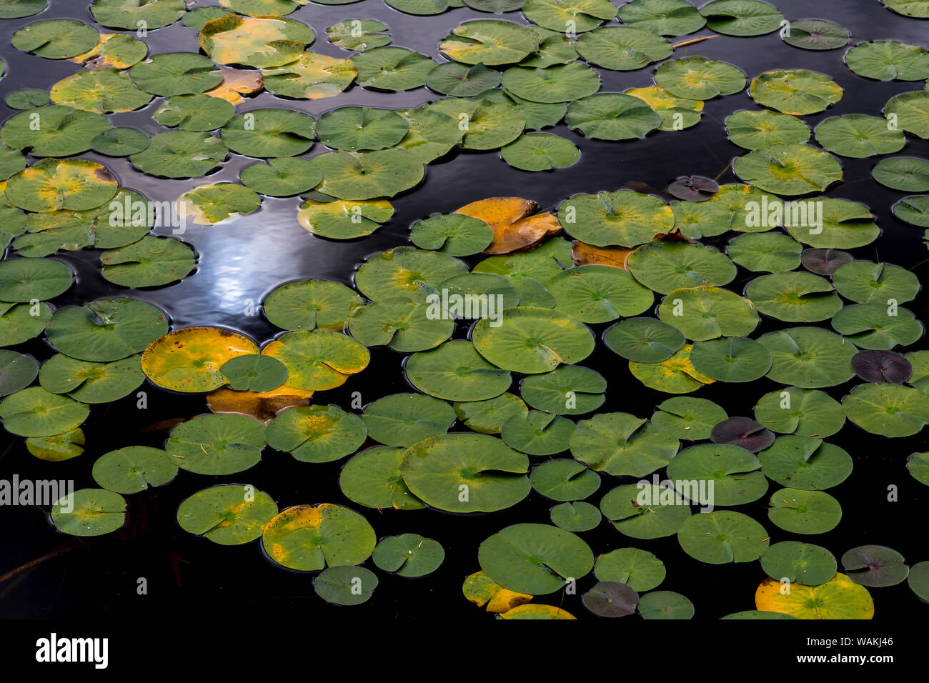 USA, Washington State, Bellingham. Lily pads on Lake Louise. Credit as ...