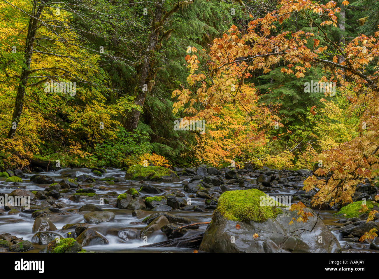 USA, Washington State, Olympic National Park. Vine maples and Sol Duc River in autumn. Credit as ...
