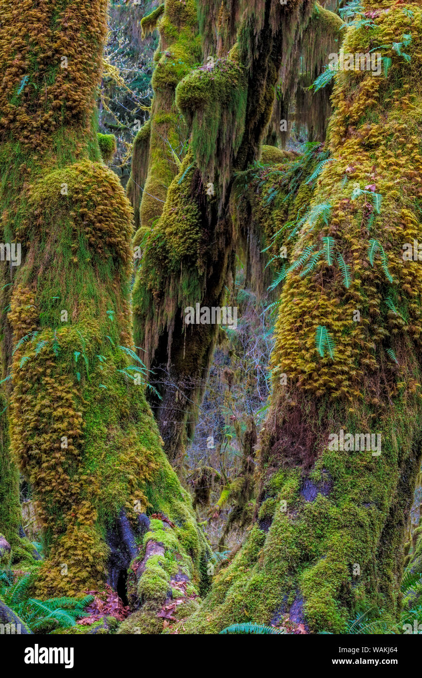 Hall of Mosses in the Hoh Rainforest of Olympic National Park ...