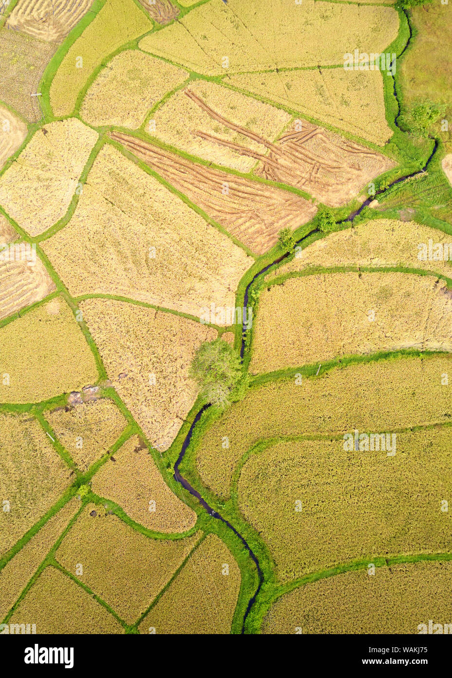 Paddy Plant Plantation Flat Lay Airscape Photo. Countryside Rice Food ...