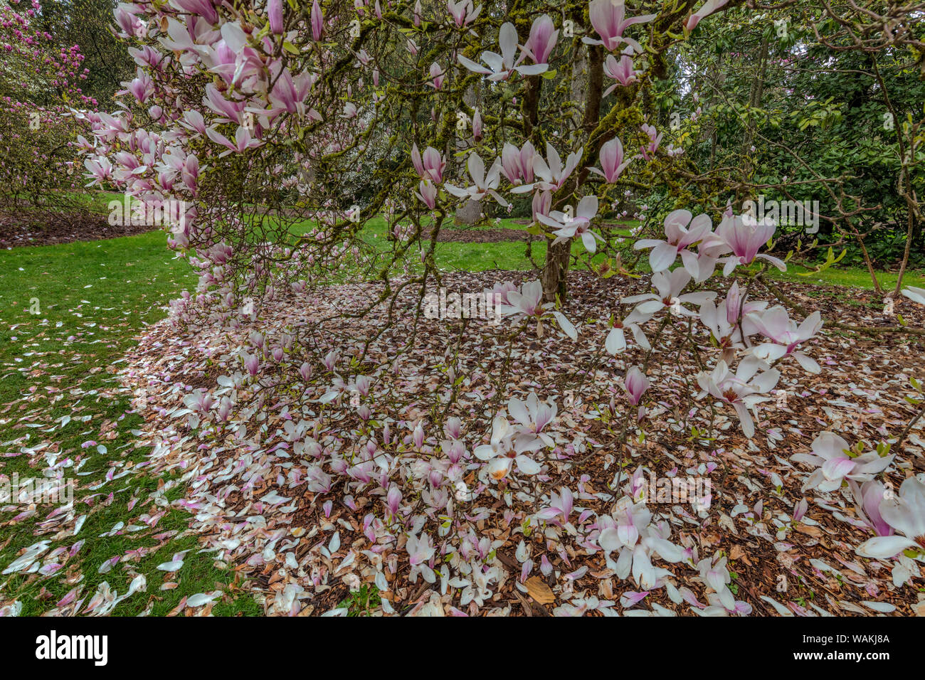 Magnolia tree in Spring bloom at the Arboretum in Seattle, Washington ...