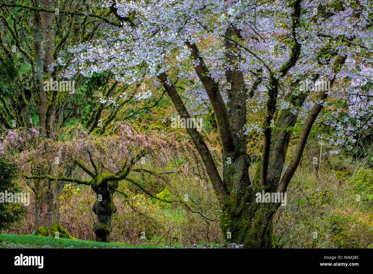 Spring bloom at the Arboretum in Seattle, Washington State, USA Stock ...