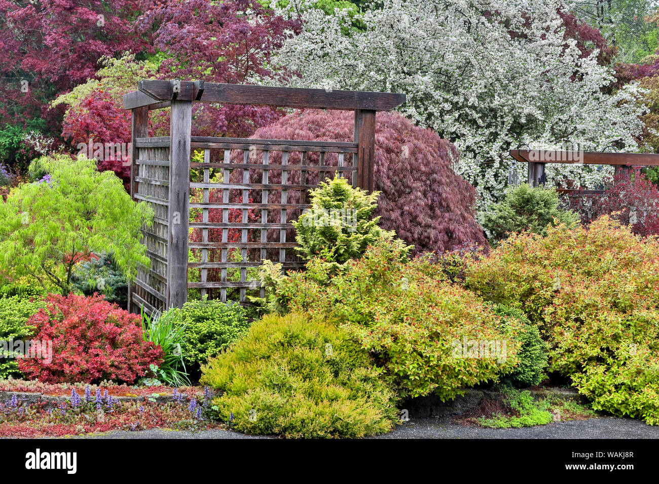 Wooden screen with deer proof shrubs and trees, Sammamish, Washington ...