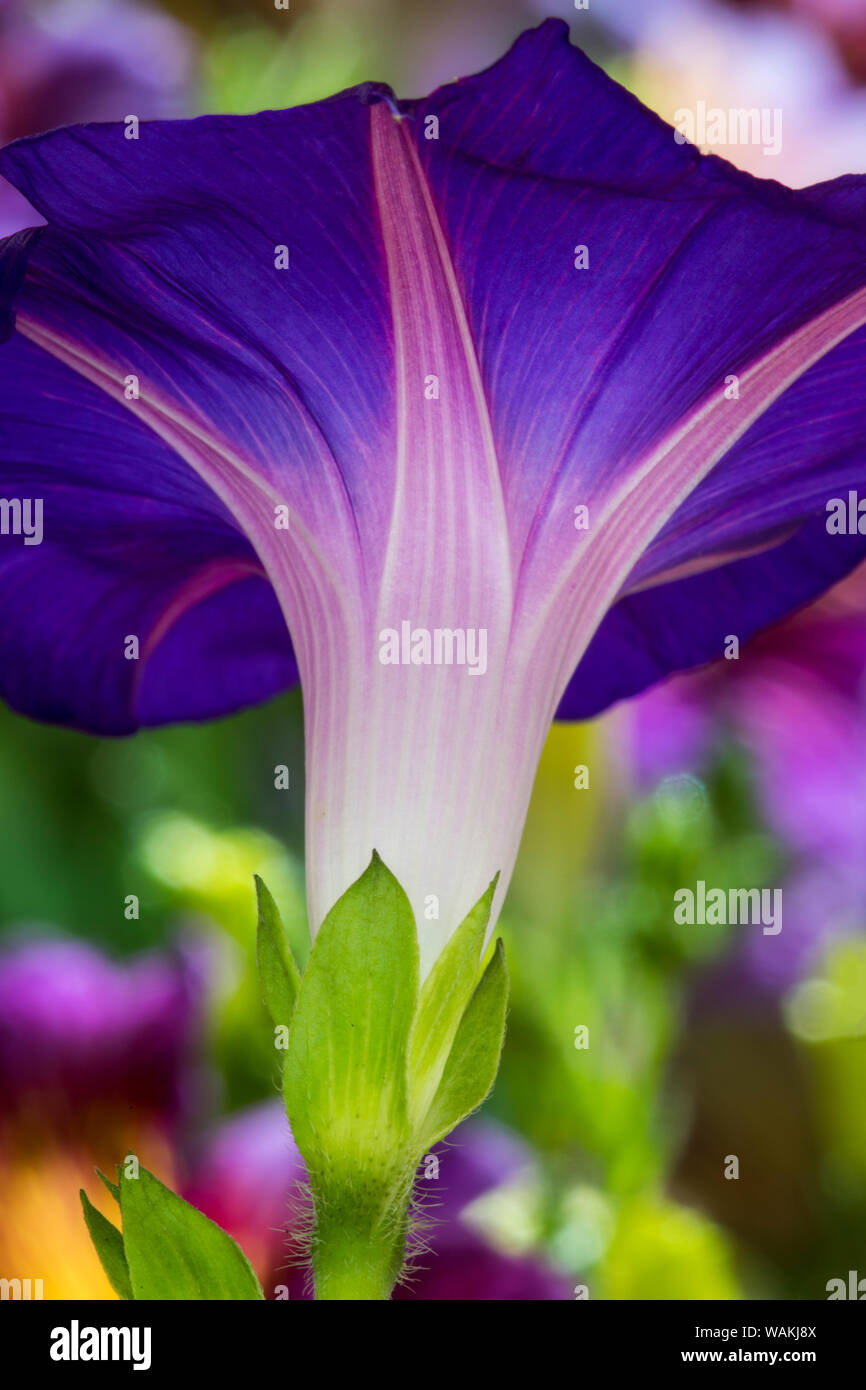 Neon colors of morning glory Stock Photo - Alamy