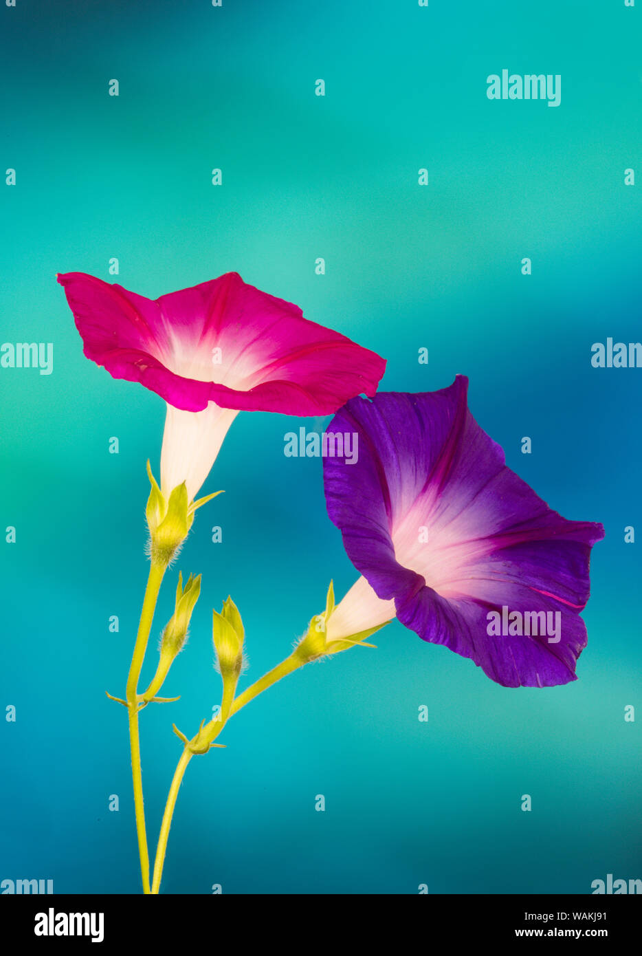 Neon colors of morning glory Stock Photo - Alamy