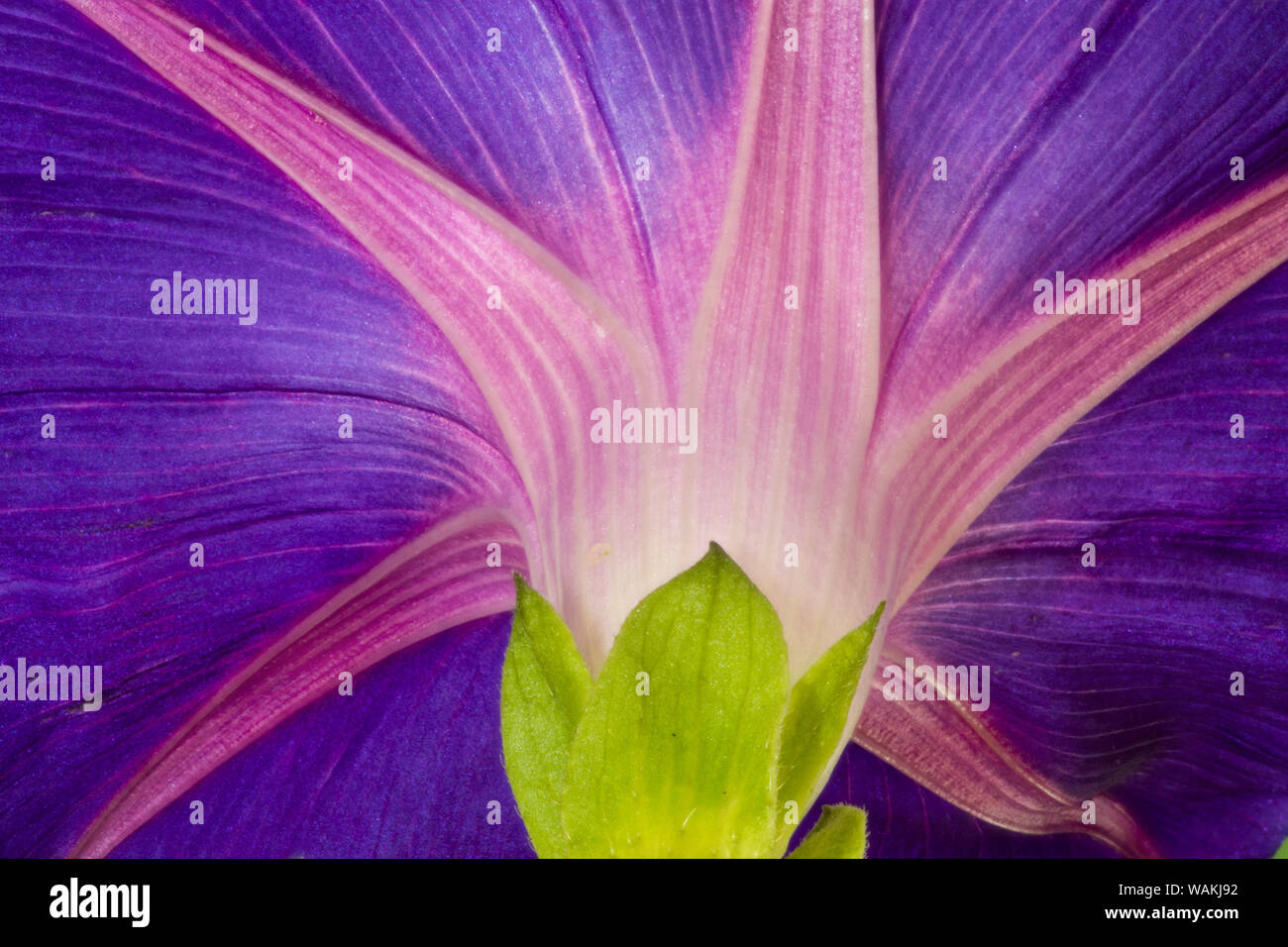 Neon colors of morning glory Stock Photo - Alamy