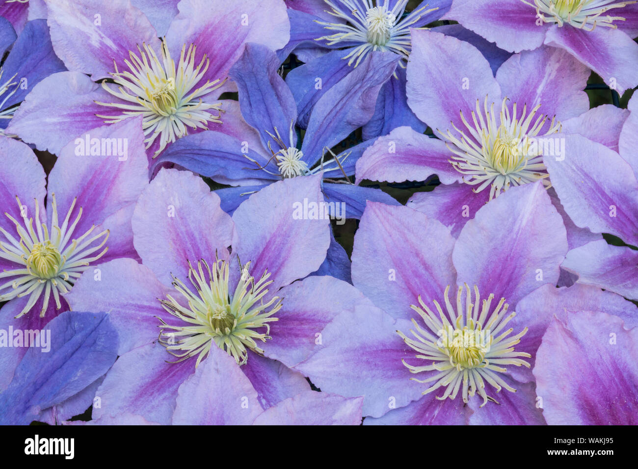 Grouping together hi-res stock photography and images - Alamy