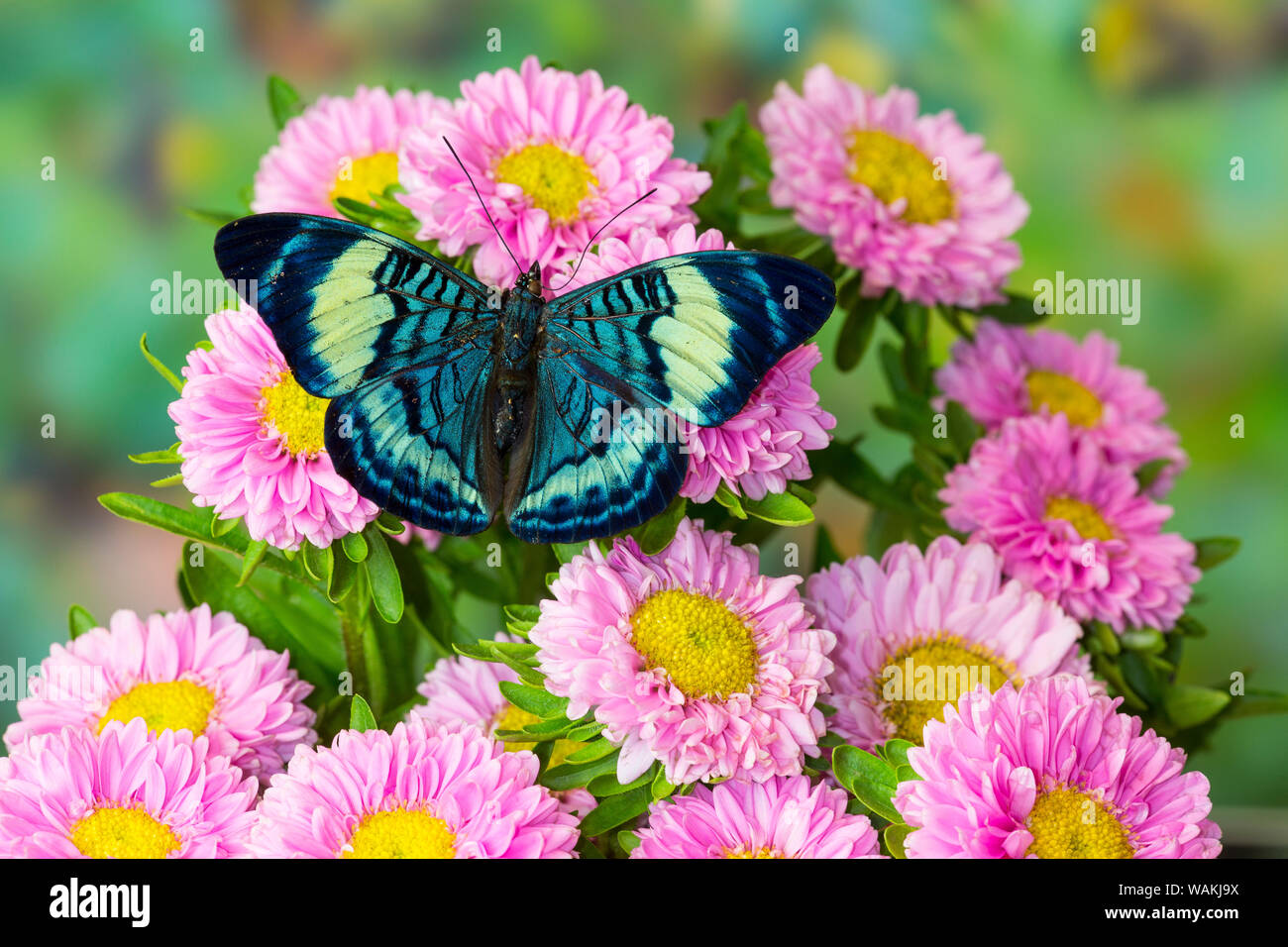 Tropical butterfly, Panacea procilla, on pink mums Stock Photo - Alamy