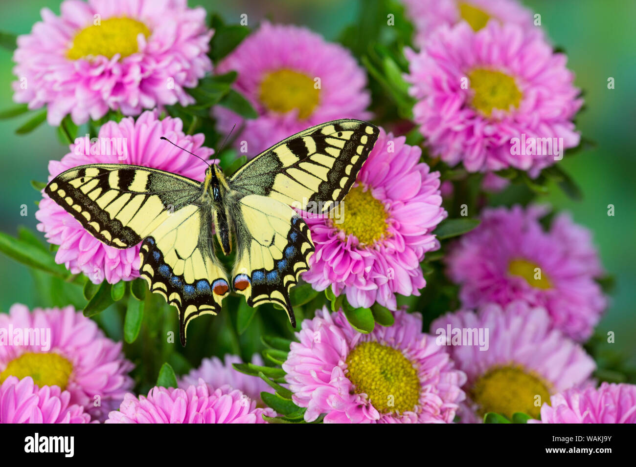 Old world swallowtail butterfly, Papilio machaon, on pink mums Stock ...