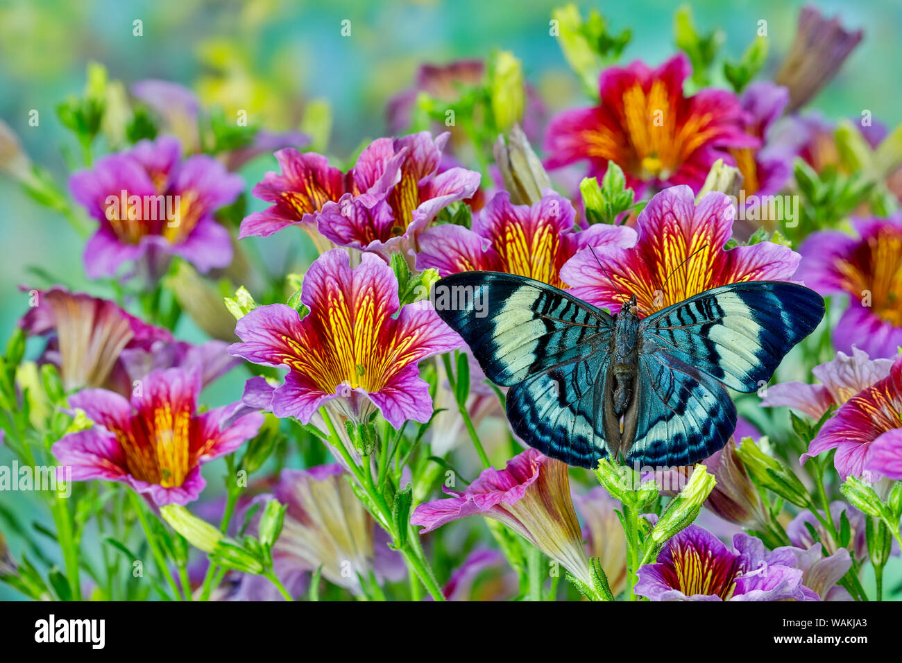 Tongue flowers hi-res stock photography and images - Alamy