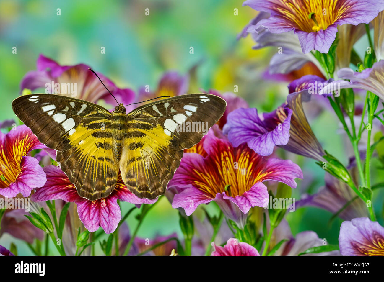 Tropical butterfly (Parthenos sylvia philippinensis) on painted tongue ...