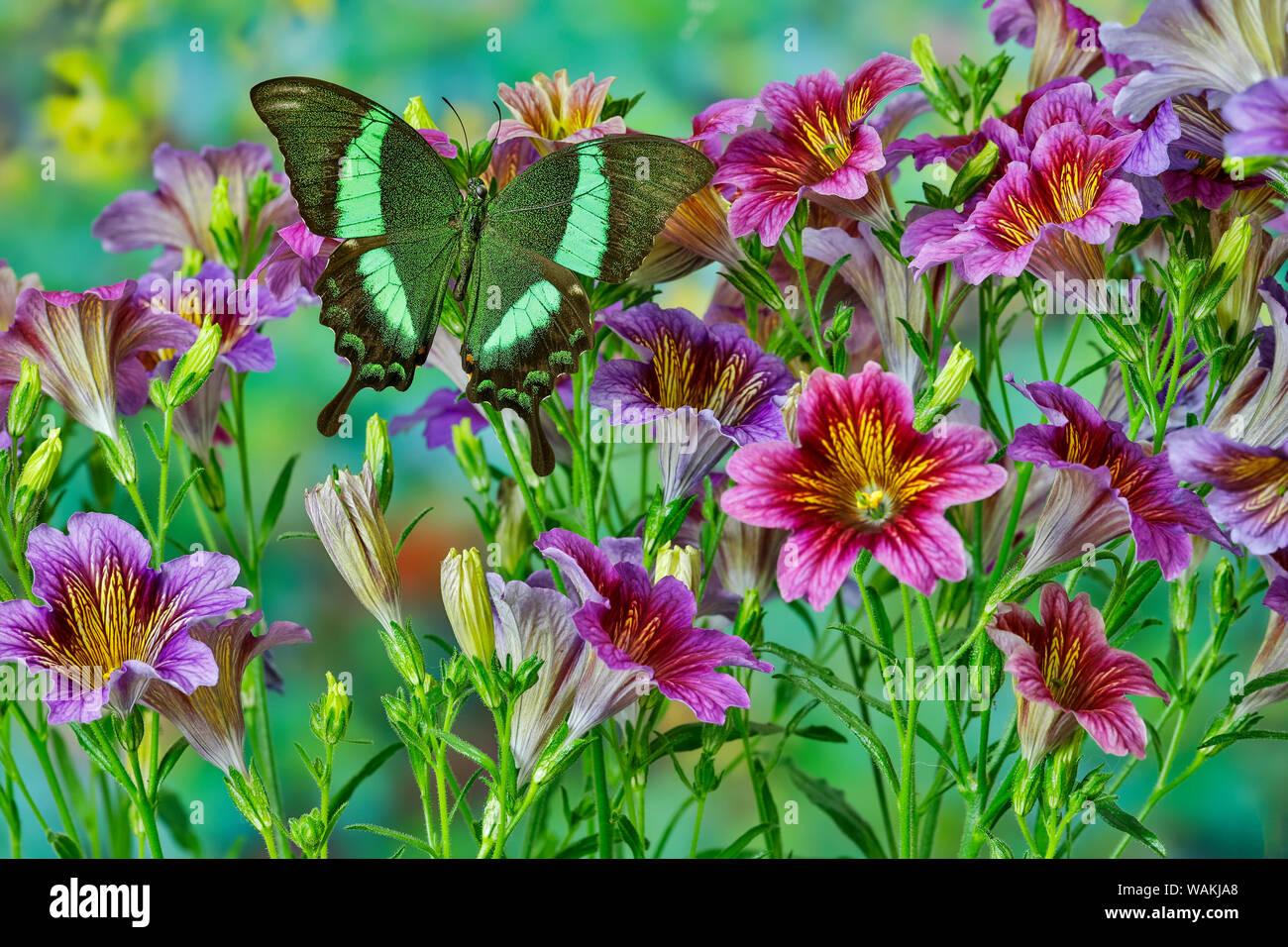 Green tropical swallowtail butterfly, Papilio palinurus daedalus, on ...