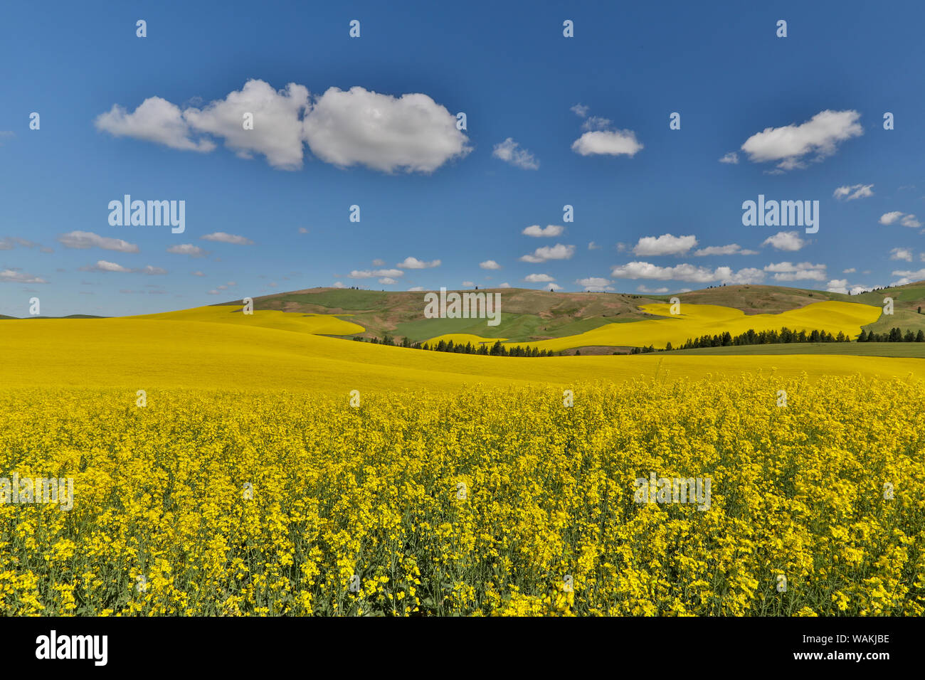 Blooming Canola High Resolution Stock Photography and Images - Alamy