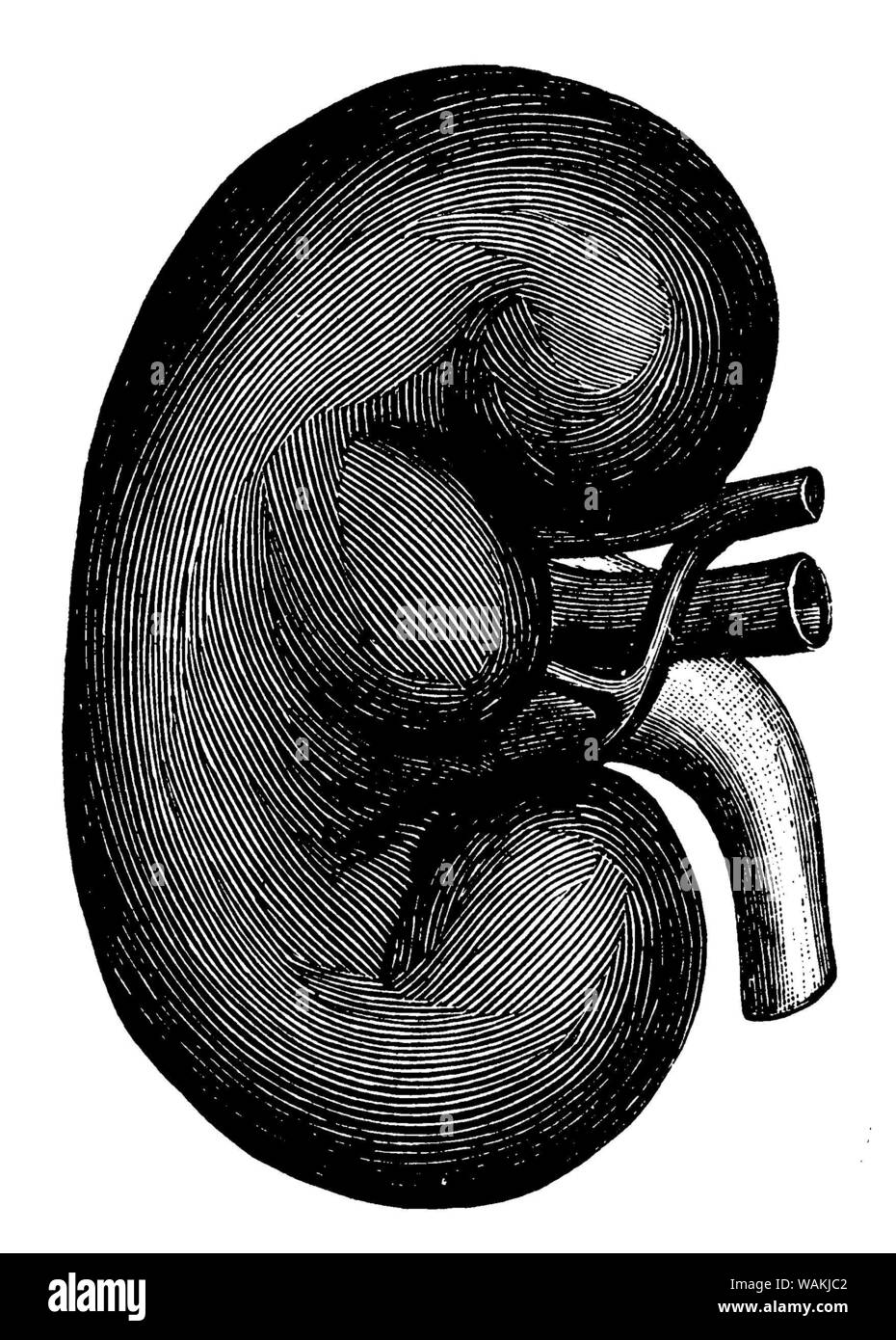 Kidney drawing Black and White Stock Photos & Images - Alamy
