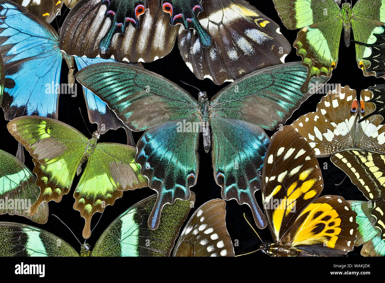 Butterflies grouped together to make pattern with Asian swallowtail ...