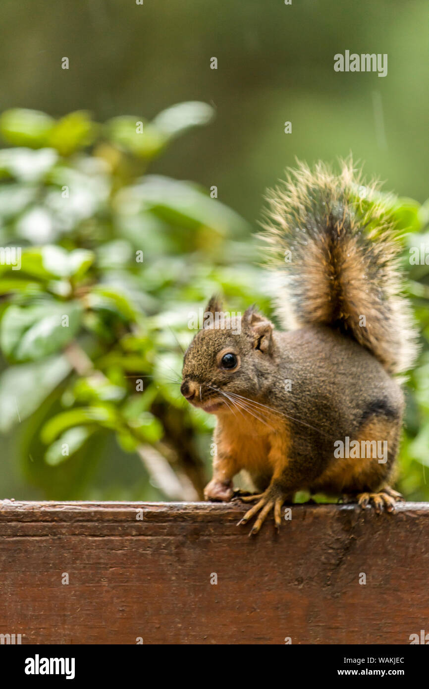 Issaquah, Washington State, USA. Douglas squirrel sitting on a deck ...