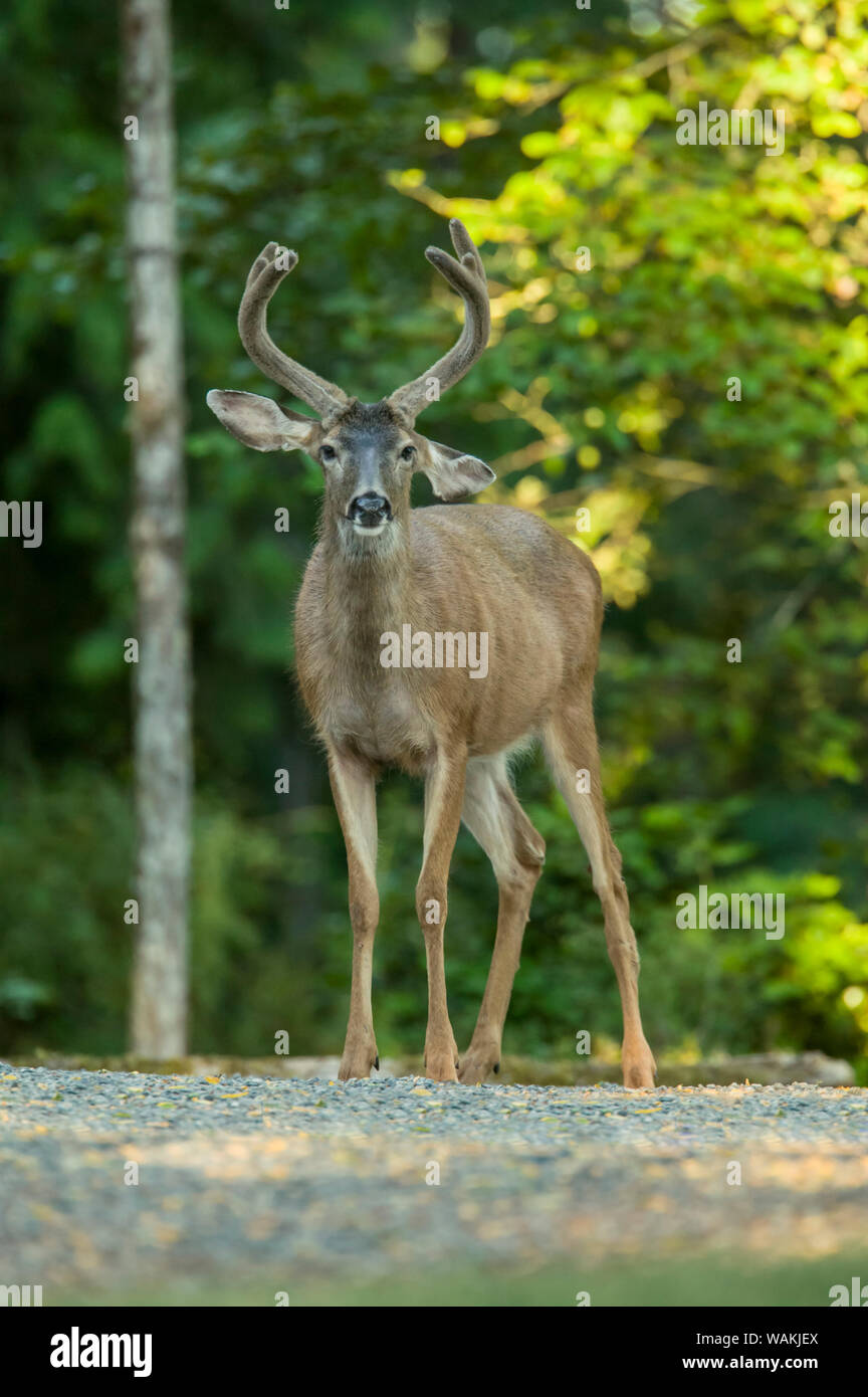 San Juan Island, Washington State, USA. Mule deer buck (Odocoileus ...