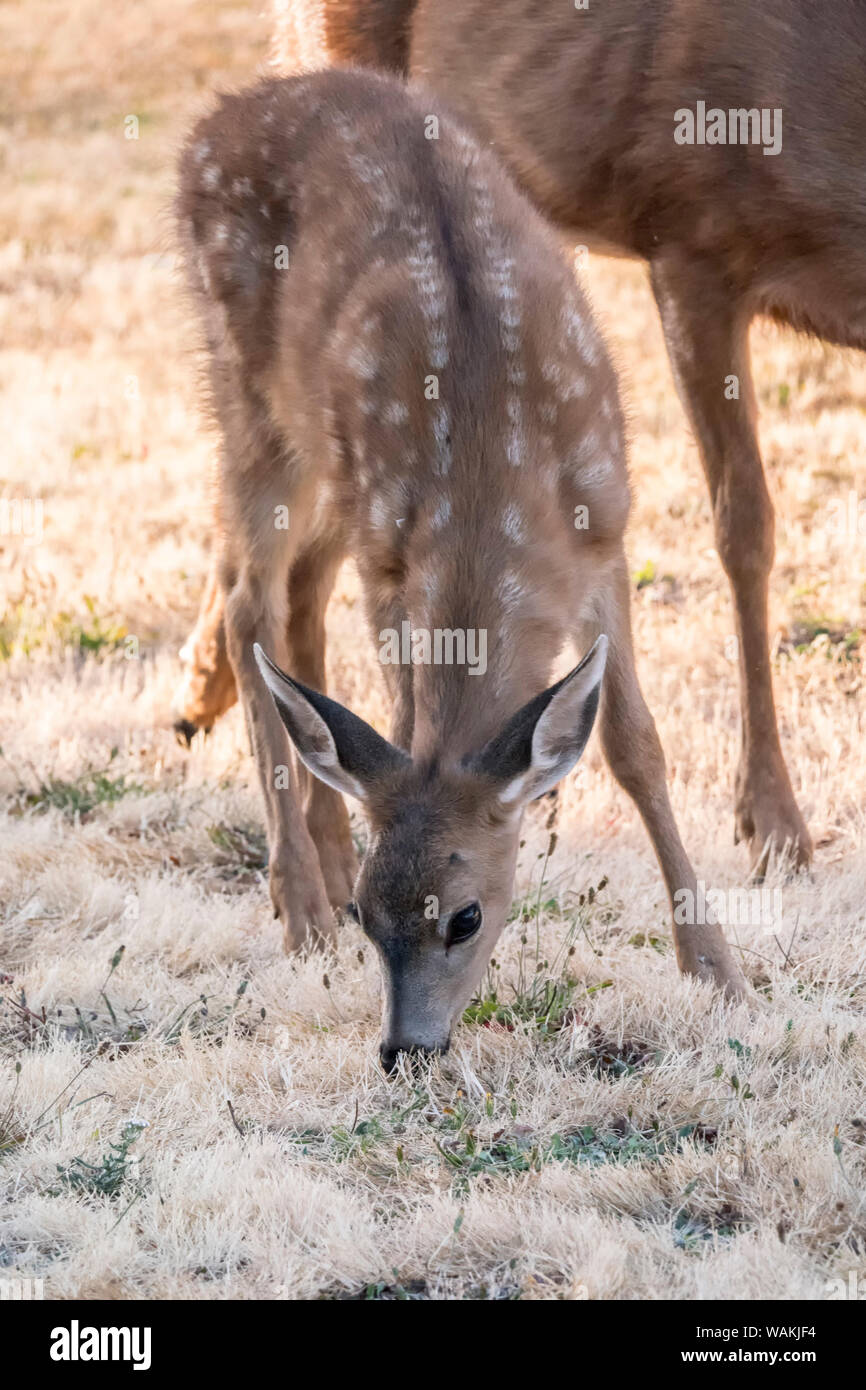 Port Townsend, Washington State, USA. Doe and fawn mule or black-tailed ...