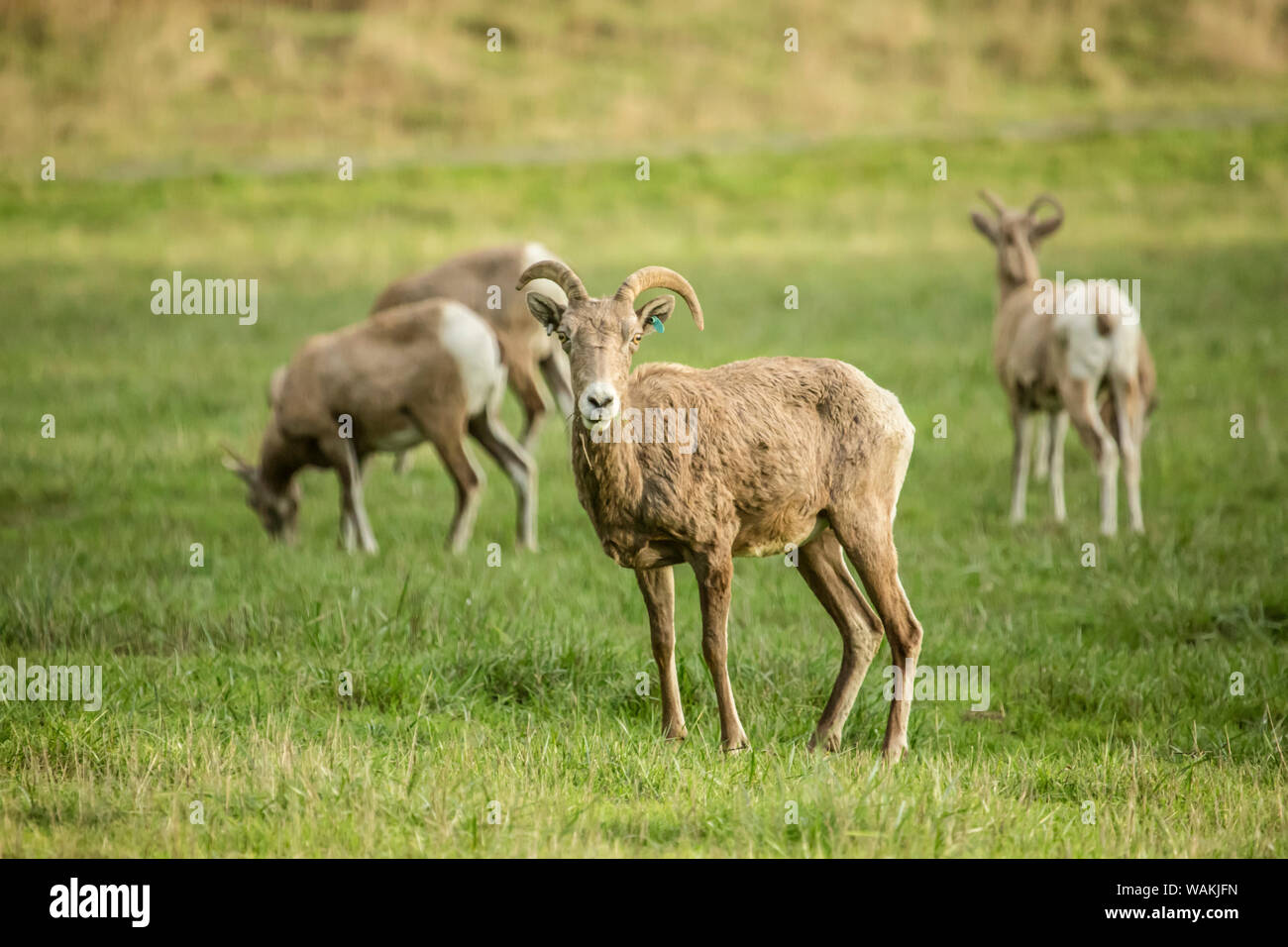 Northwest Trek Wildlife Park High Resolution Stock Photography and ...