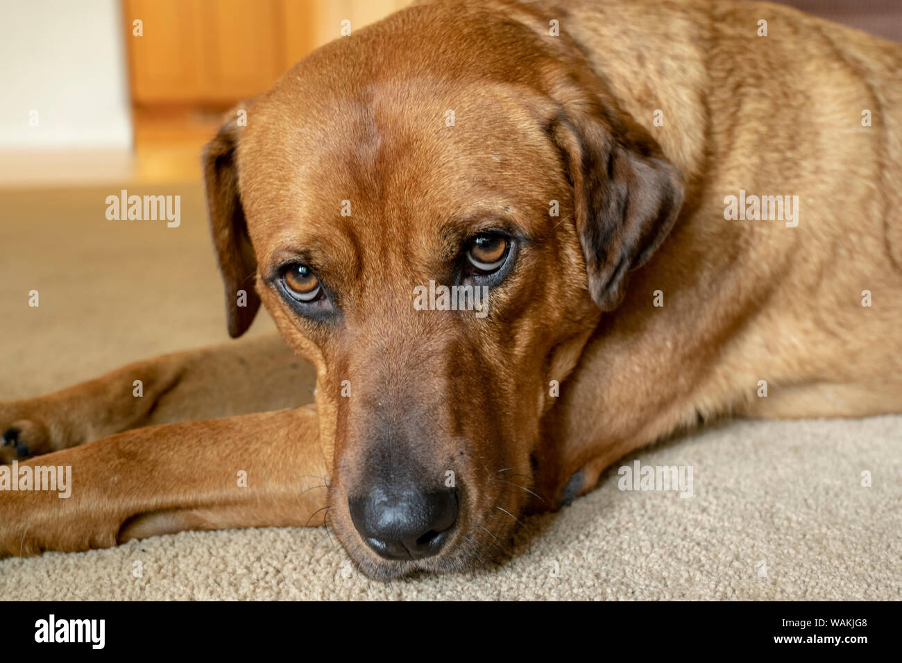 Portrait of a Red Fox (or Fox red) Labrador lying on the floor. (PR ...