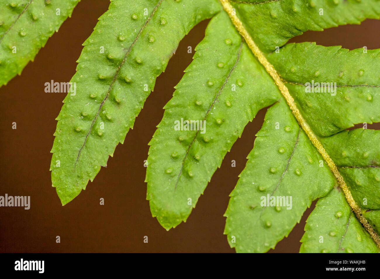 Licorice fern hi-res stock photography and images - Alamy