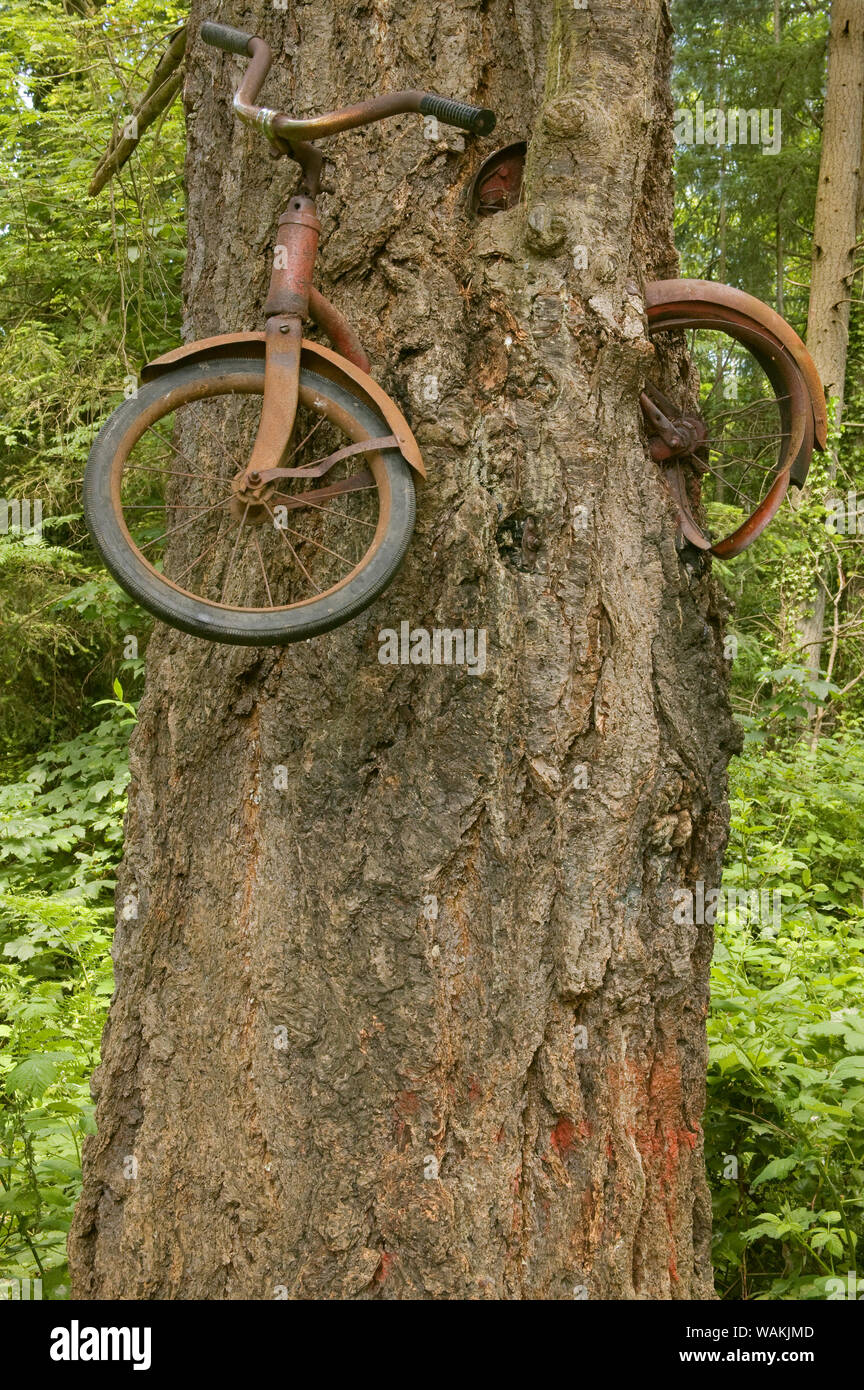 Vashon Island, Washington State, USA. Old bike grown into a tree. A form of arborsculpting ...