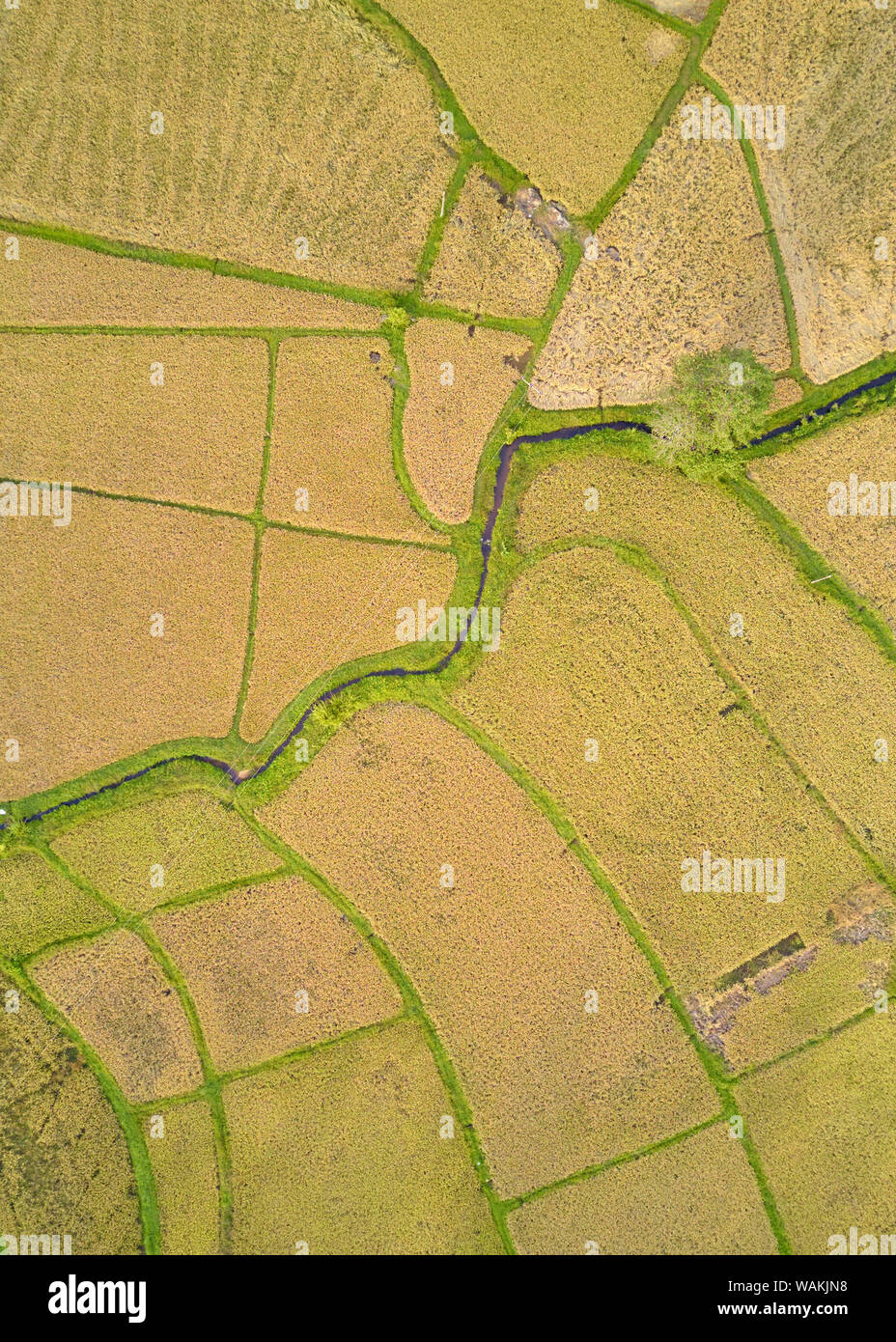 Paddy Plant Plantation Flat Lay Airscape Photo. Countryside Rice Food ...