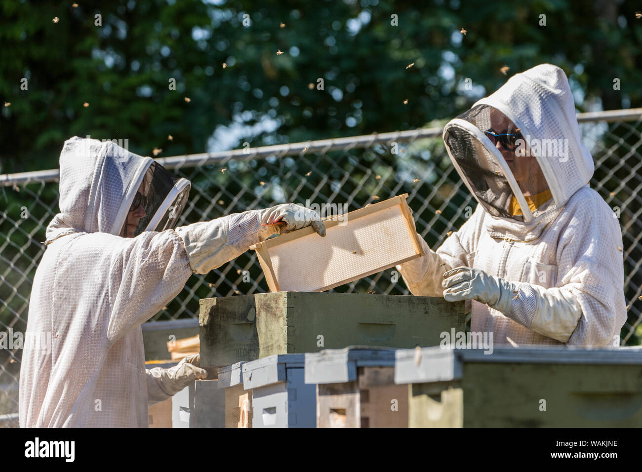 Maple Valley, Washington State, USA. Female beekeepers putting an empty ...