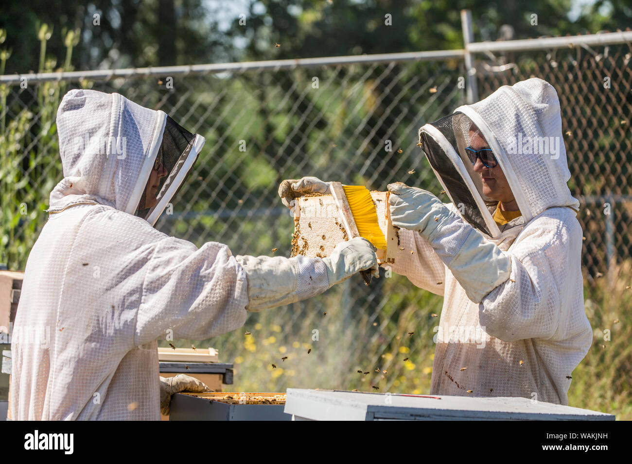 Maple Valley, Washington State, USA. Female beekeeper using a bee brush ...