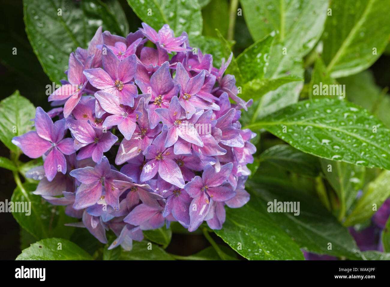 Hydrangea close up hi-res stock photography and images - Alamy