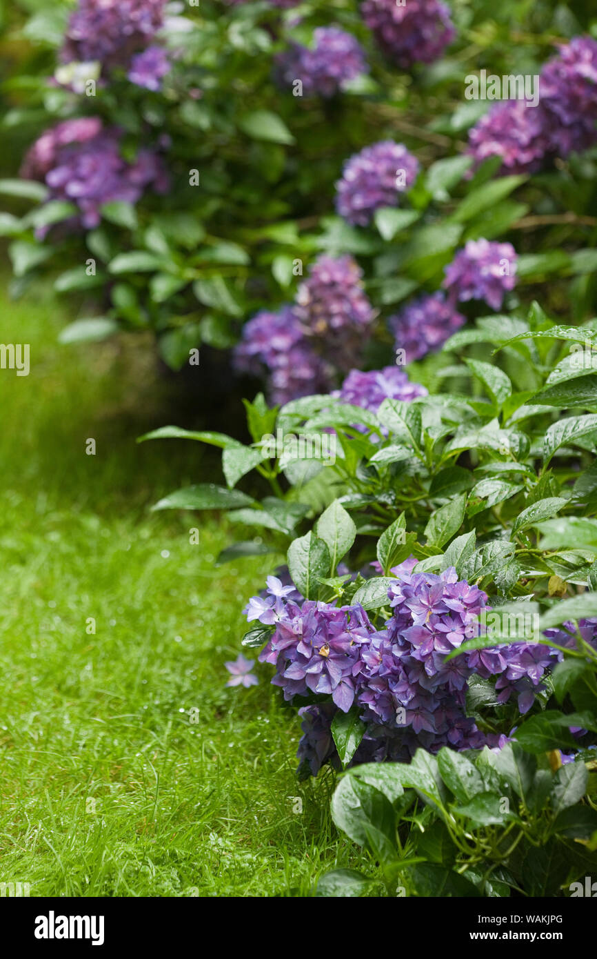 Issaquah, Washington State, USA. Hydrangea shrubs used as a border ...
