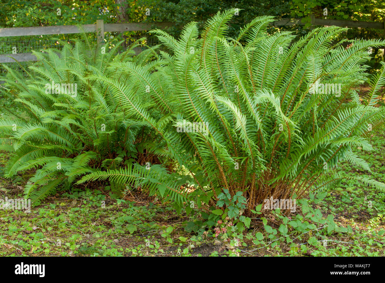 Issaquah, Washington State, USA. Western sword fern in a shady yard ...