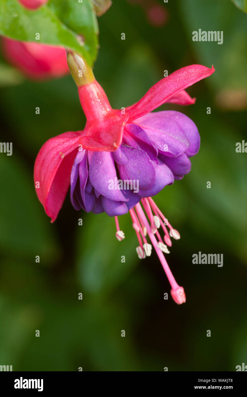 Issaquah, Washington State, USA. Fuchsia blossom in a shady yard Stock ...