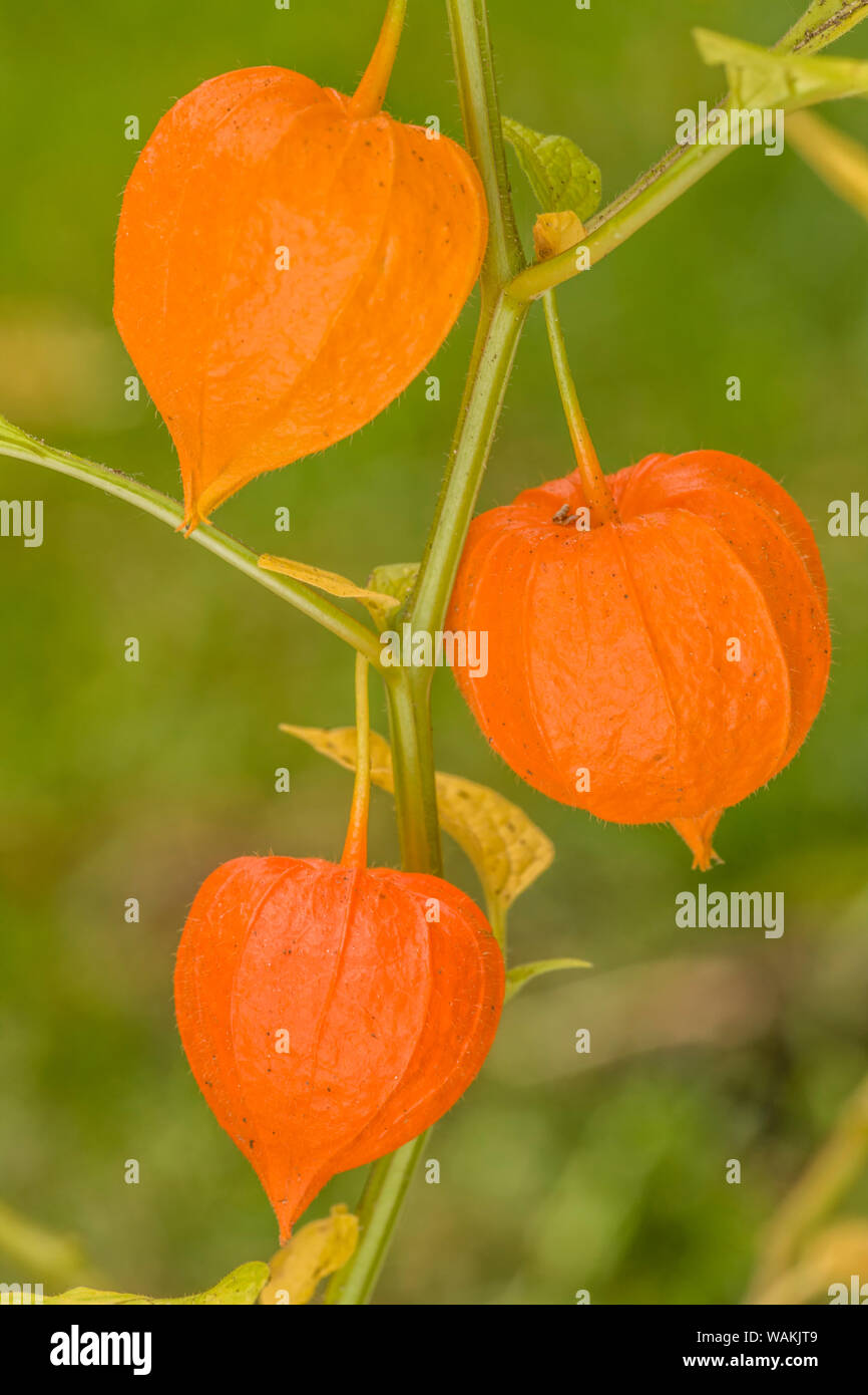 Bladder cherry hi-res stock photography and images - Alamy