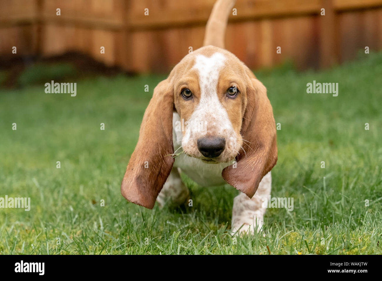 Floppy ear puppy hi-res stock photography and images - Alamy
