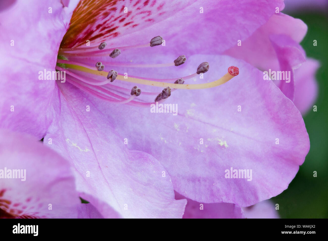 We Are Rhody High Resolution Stock Photography and Images - Alamy