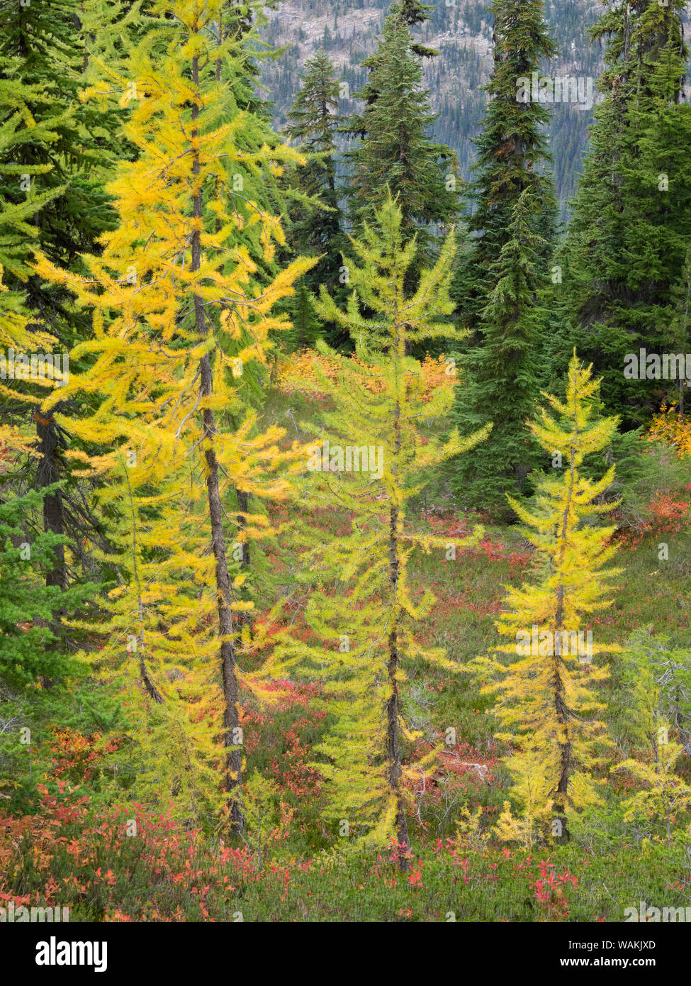 Okanogan wenatchee national forest hi-res stock photography and images ...