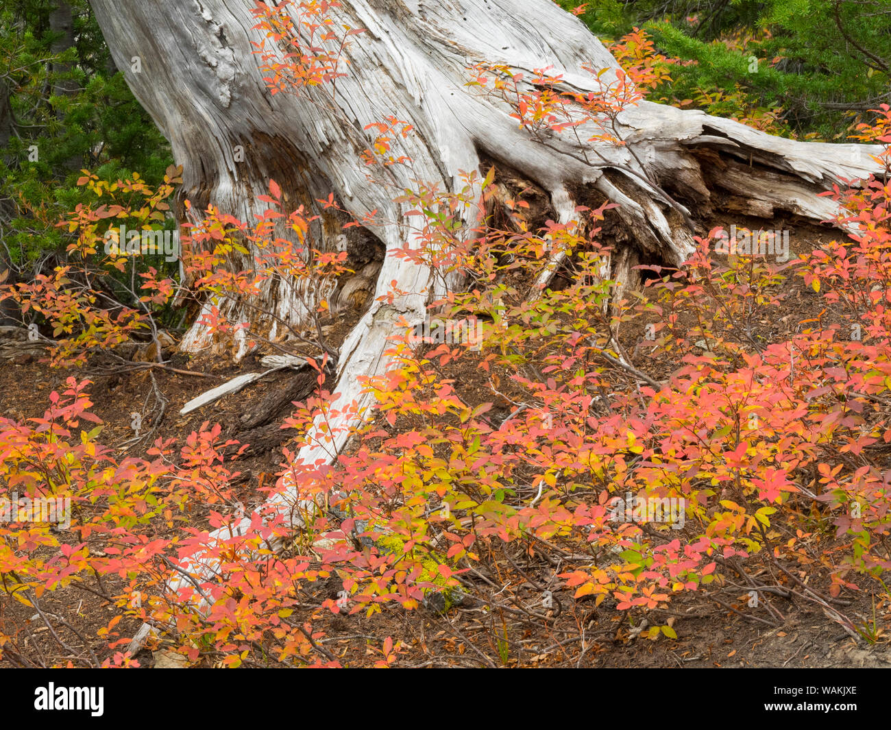 Huckleberry tree hi-res stock photography and images - Alamy