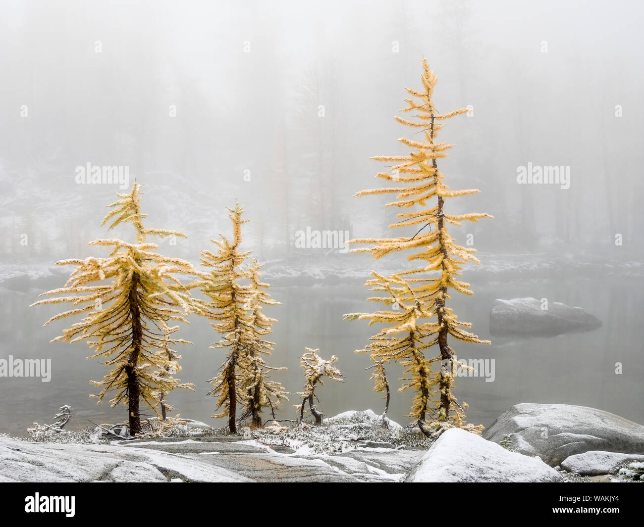 Washington State, Alpine Lakes Wilderness. Enchantment Lakes, larch ...