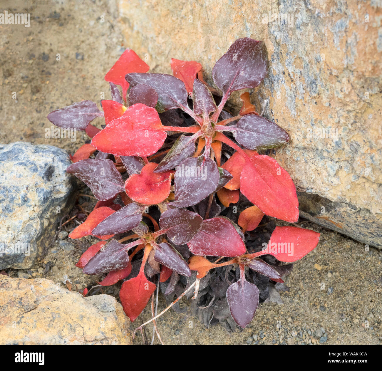 Stuart range hi-res stock photography and images - Alamy