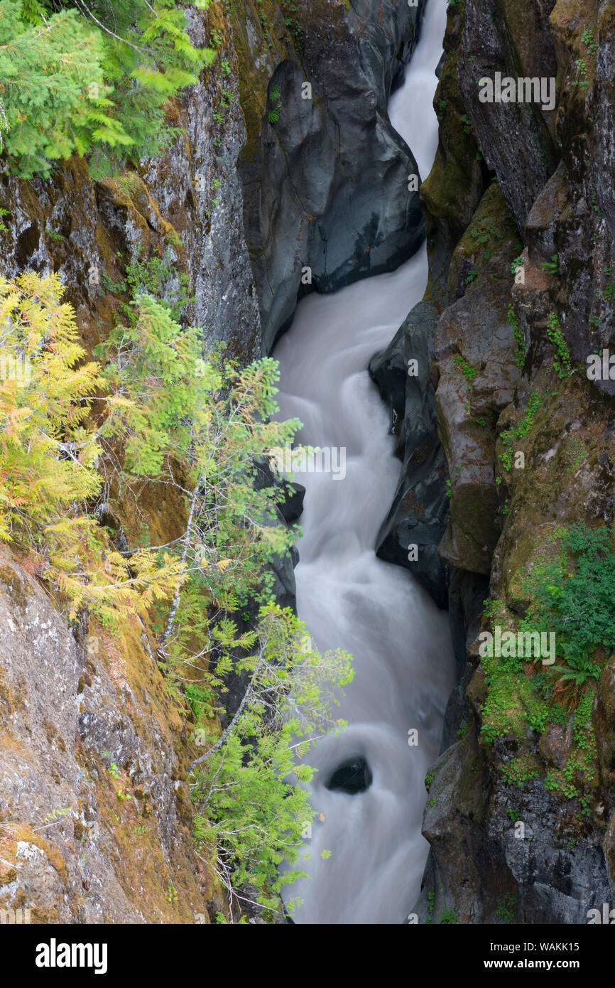 Washington State, Mount Rainier National Park. Cowlitz River in Box ...