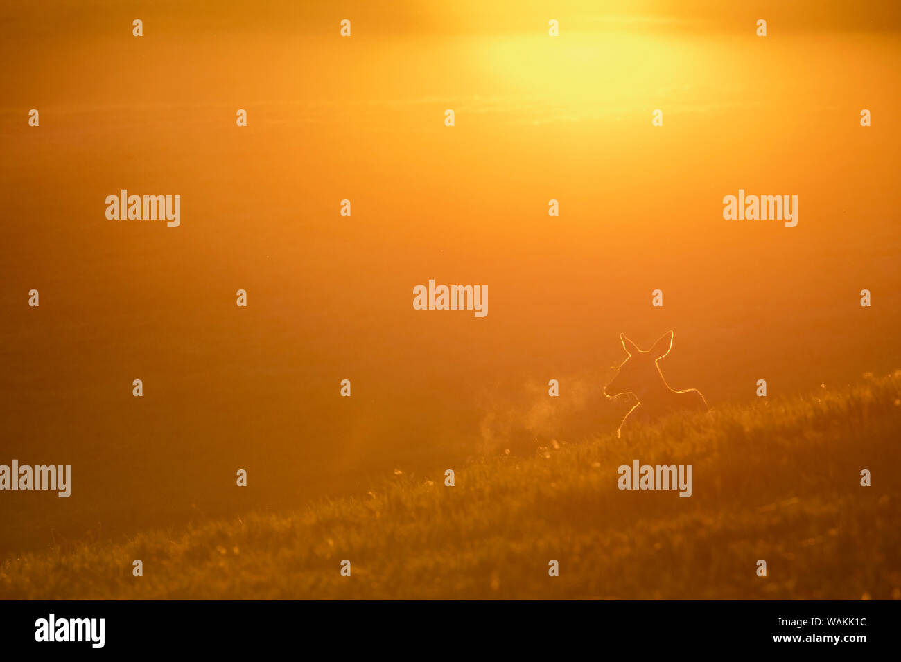 Black tail doe hi-res stock photography and images - Alamy